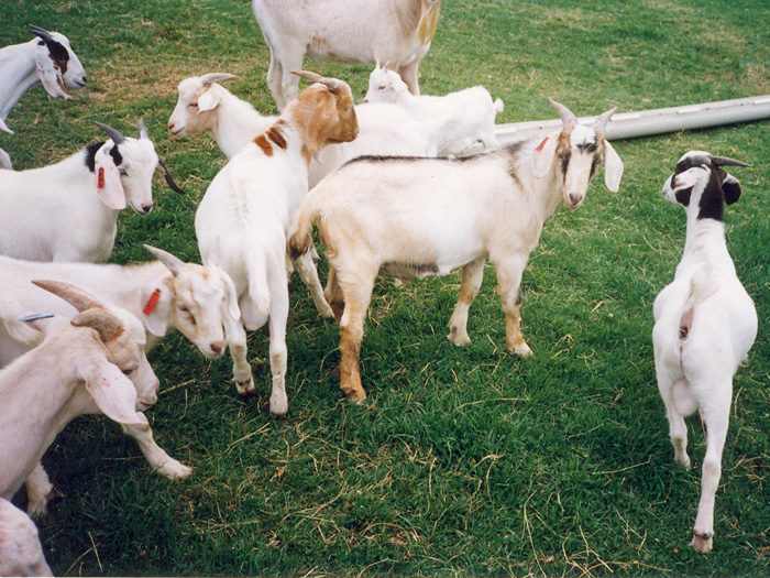 Rolling Meadows Goats