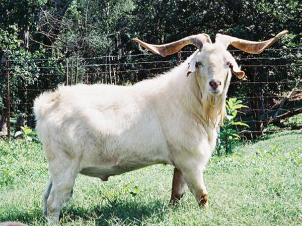 Rolling Meadows Goats